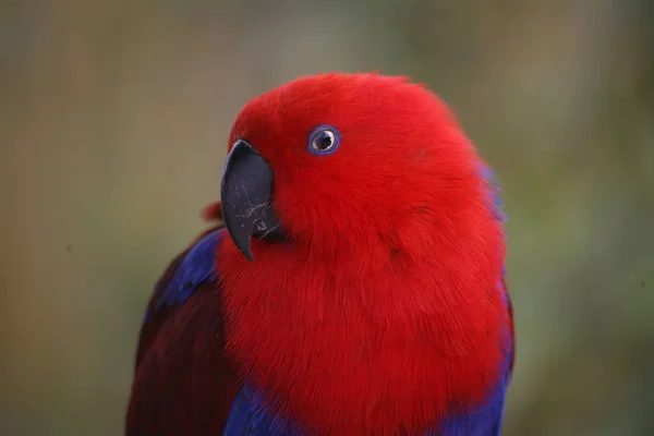 eclectus roratus (hembras) - el macho es totalmente diferente de color ...