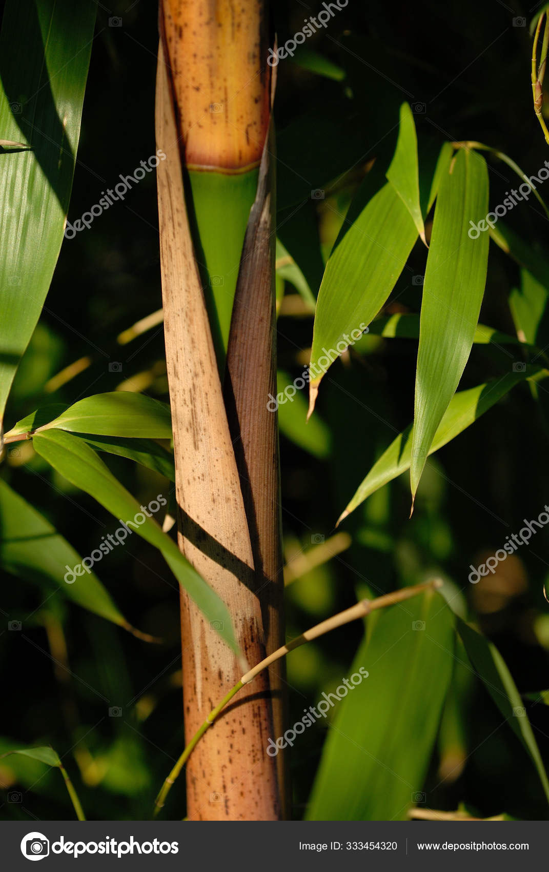 Bamboo Forest Trees Flora — Stock Photo © PantherMediaSeller #333454320