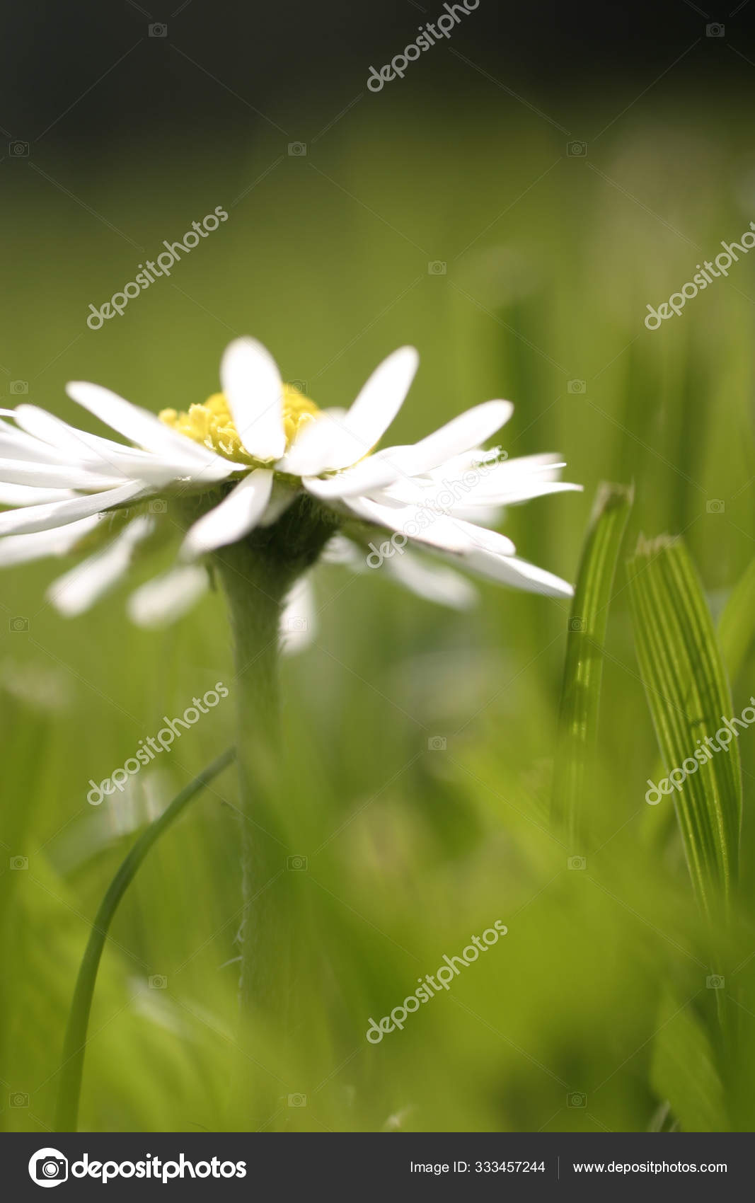 Daisy Full Bloom — Stock Photo © PantherMediaSeller #333457244