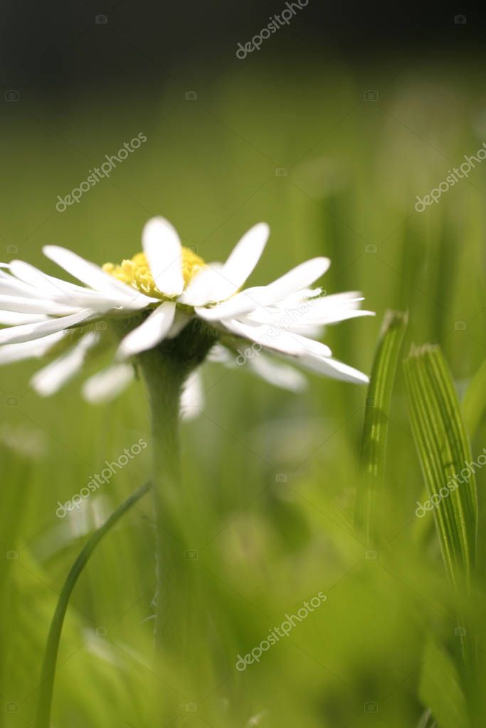 Daisy Full Bloom — Stock Photo © PantherMediaSeller #333457244