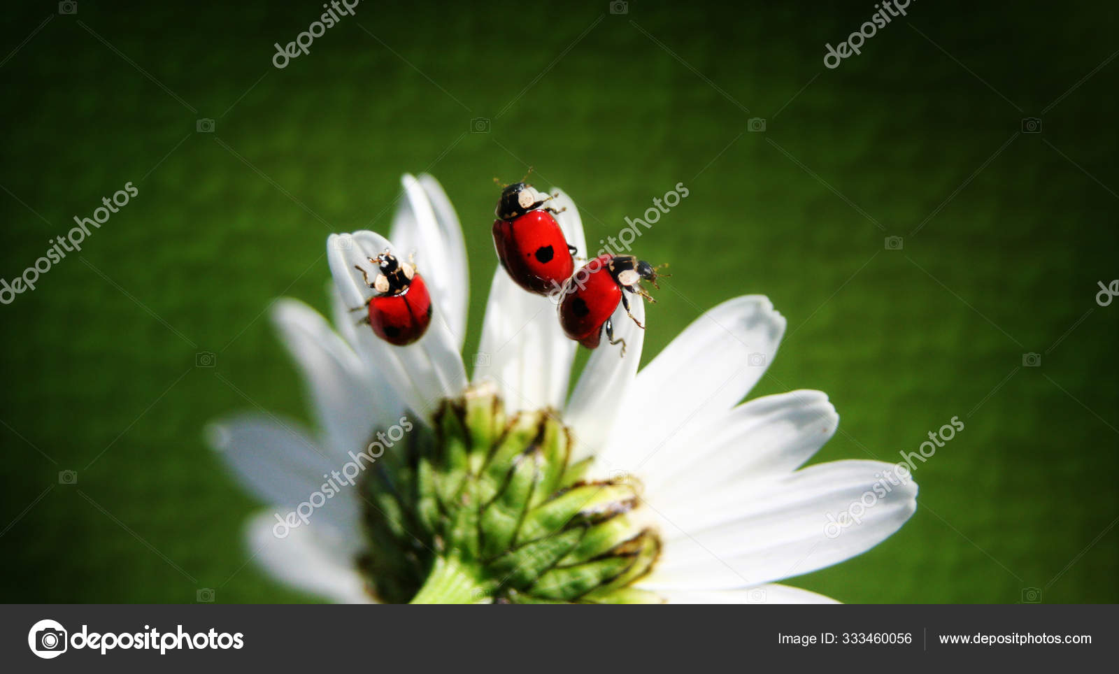Red Bug Dots Ladybug — Stock Photo © PantherMediaSeller #333460056