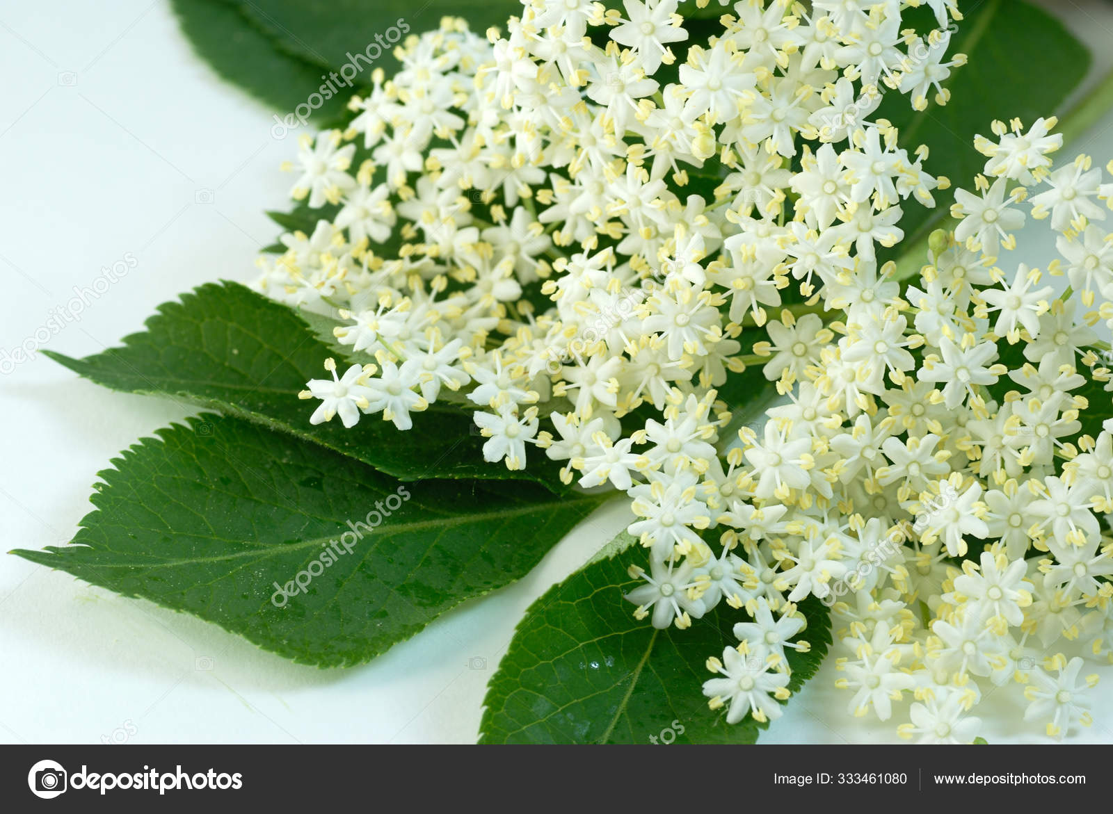 Flor Saúco Blanca Planta Botánica — Foto de stock © PantherMediaSeller ...