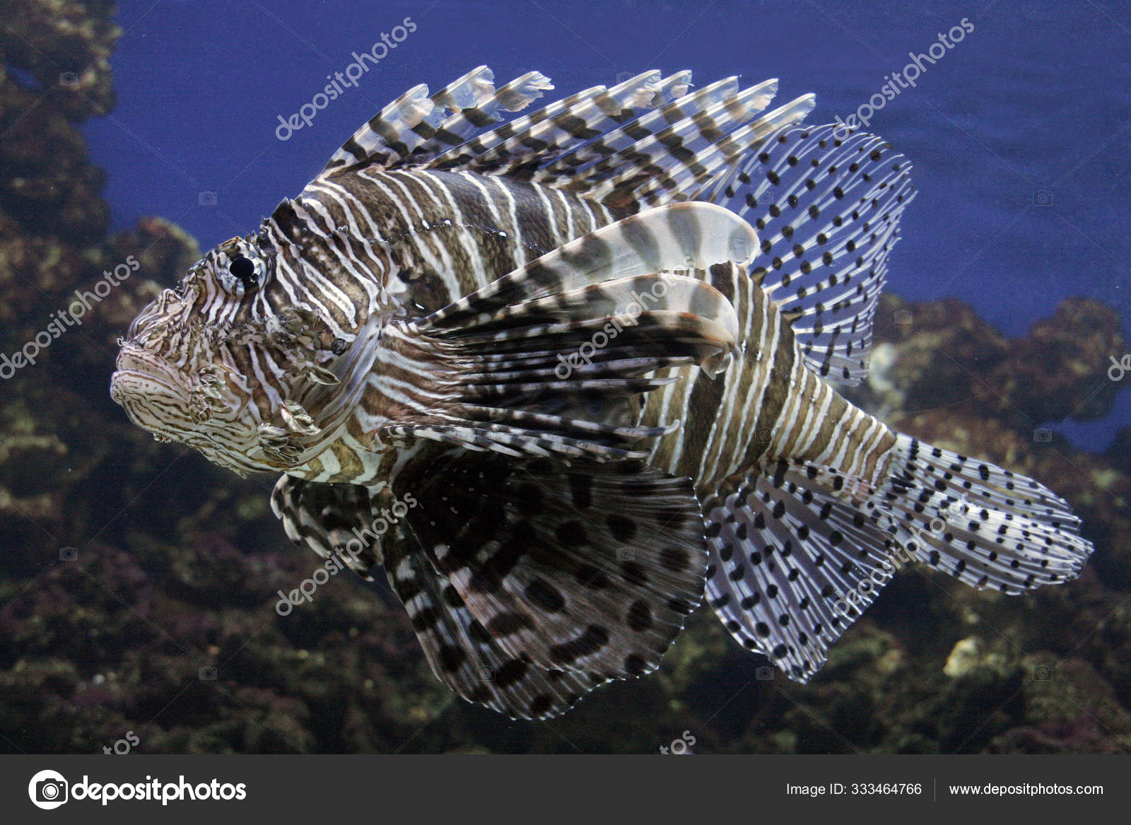 Fire Fish Pteroinae Subfamily Scorpionfish Scorpaenidae Have Greatly ...