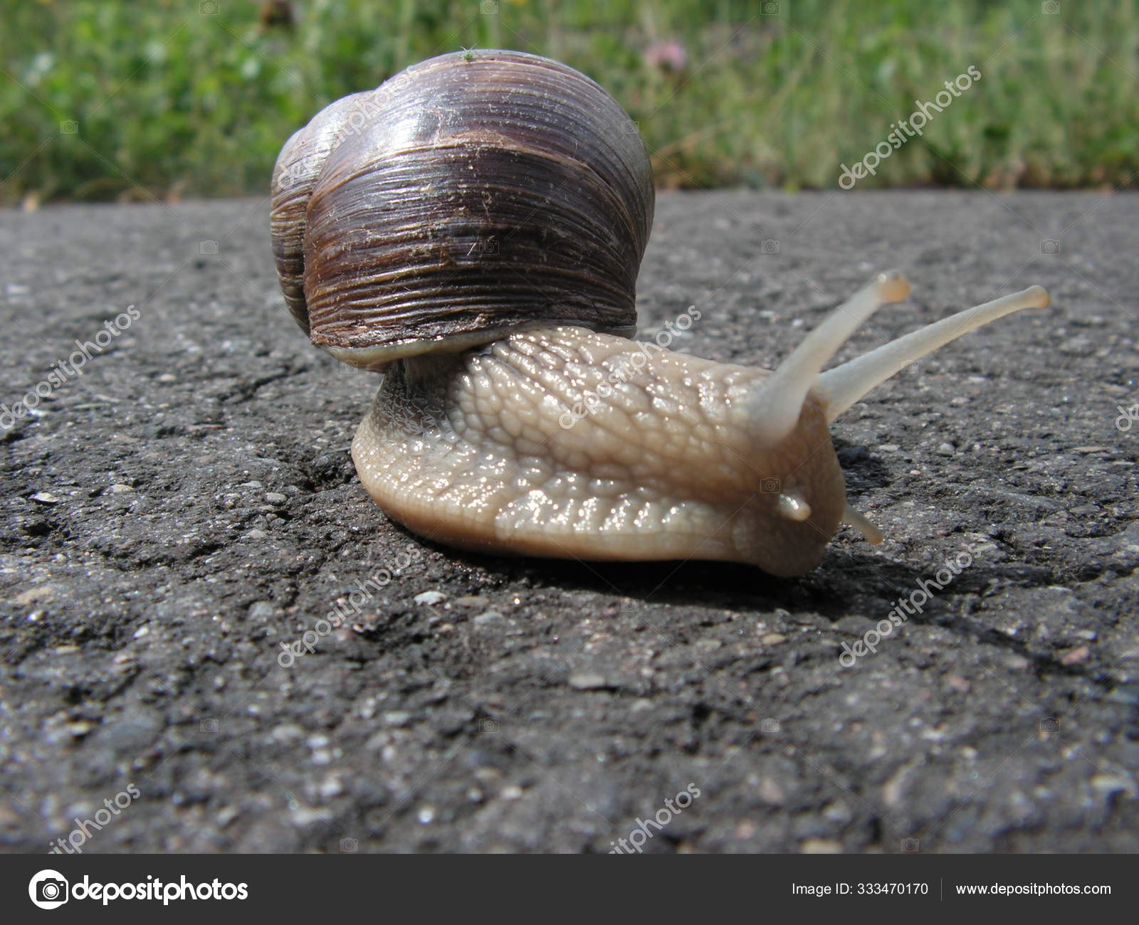 Helix Shell Snail Mollusk — Stock Photo © PantherMediaSeller #333470170 Helix Shell Snail Mollusk — Stock Photo © PantherMediaSeller #333470170