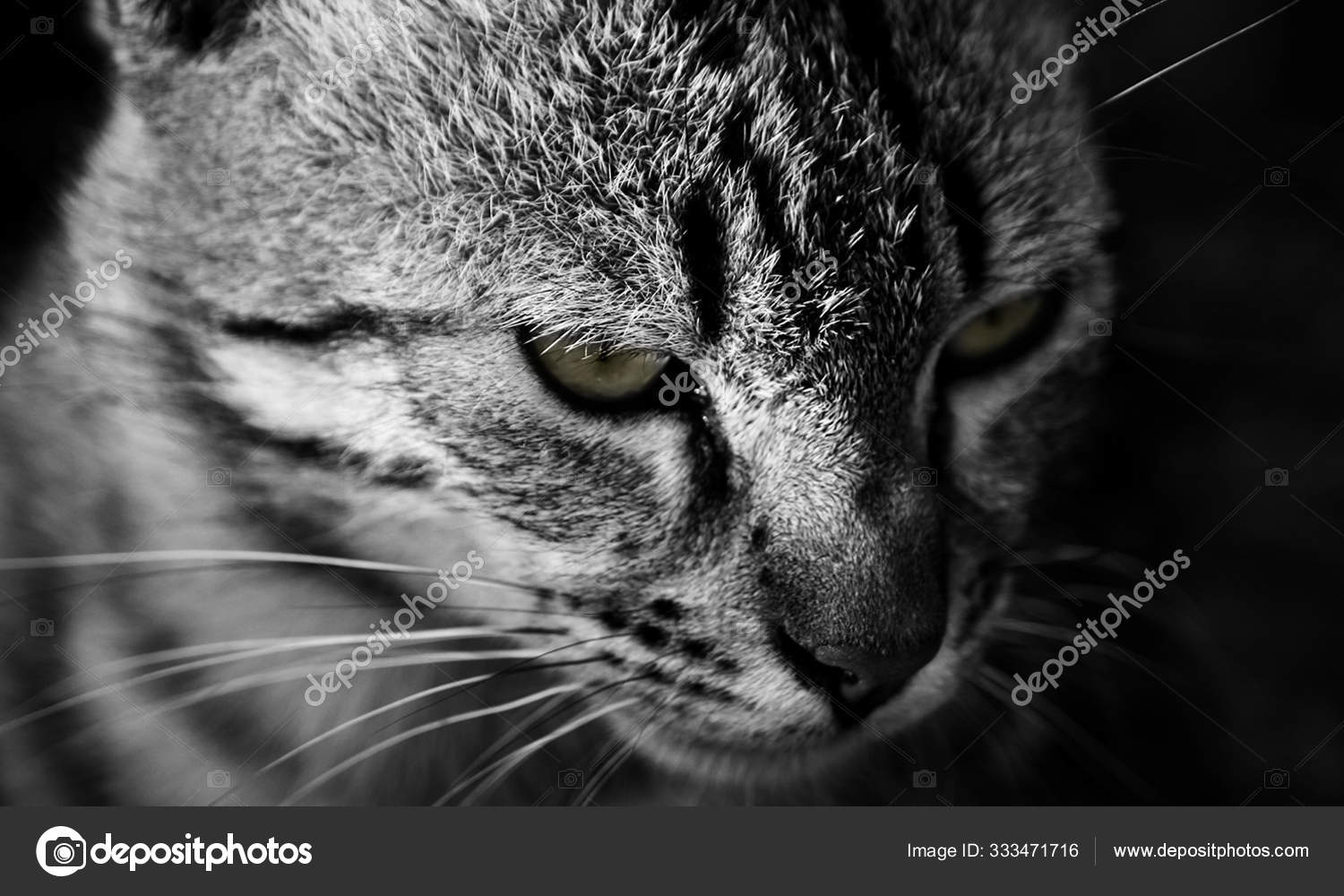 Portrait Cute Cat — Stock Photo © PantherMediaSeller #333471716