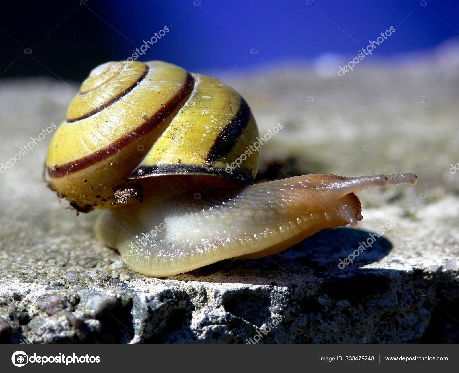 Helix Snail Mollusk Shell Animal — Stock Photo © PantherMediaSeller ...