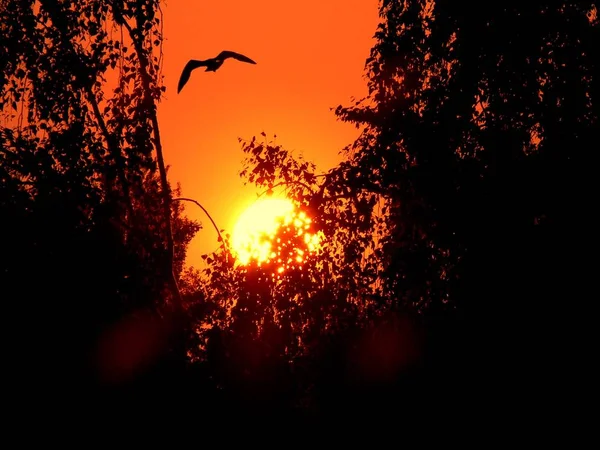 Crow sunset Stock Photos, Royalty Free Crow sunset Images | Depositphotos