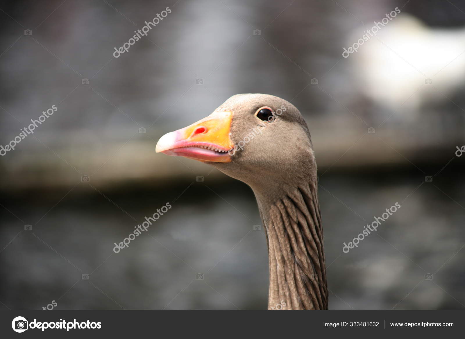 Angry Goose Teeth