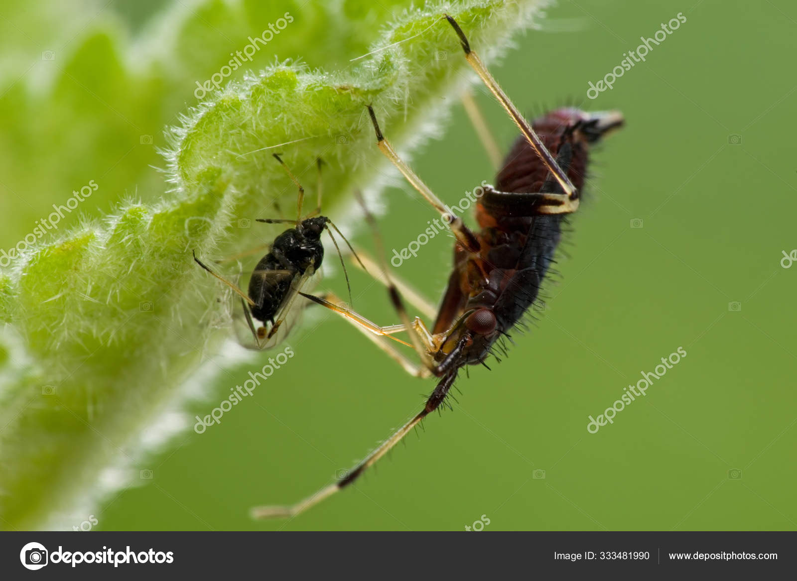 Big Eating Predator Bug — Stock Photo © PantherMediaSeller #333481990