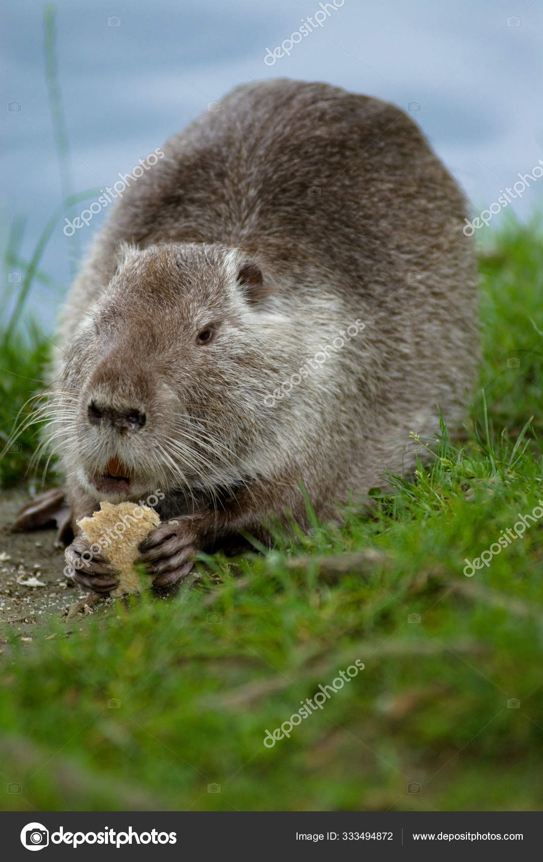 Nutria Animal Nature Myocastor Coypus Stock Photo by ...