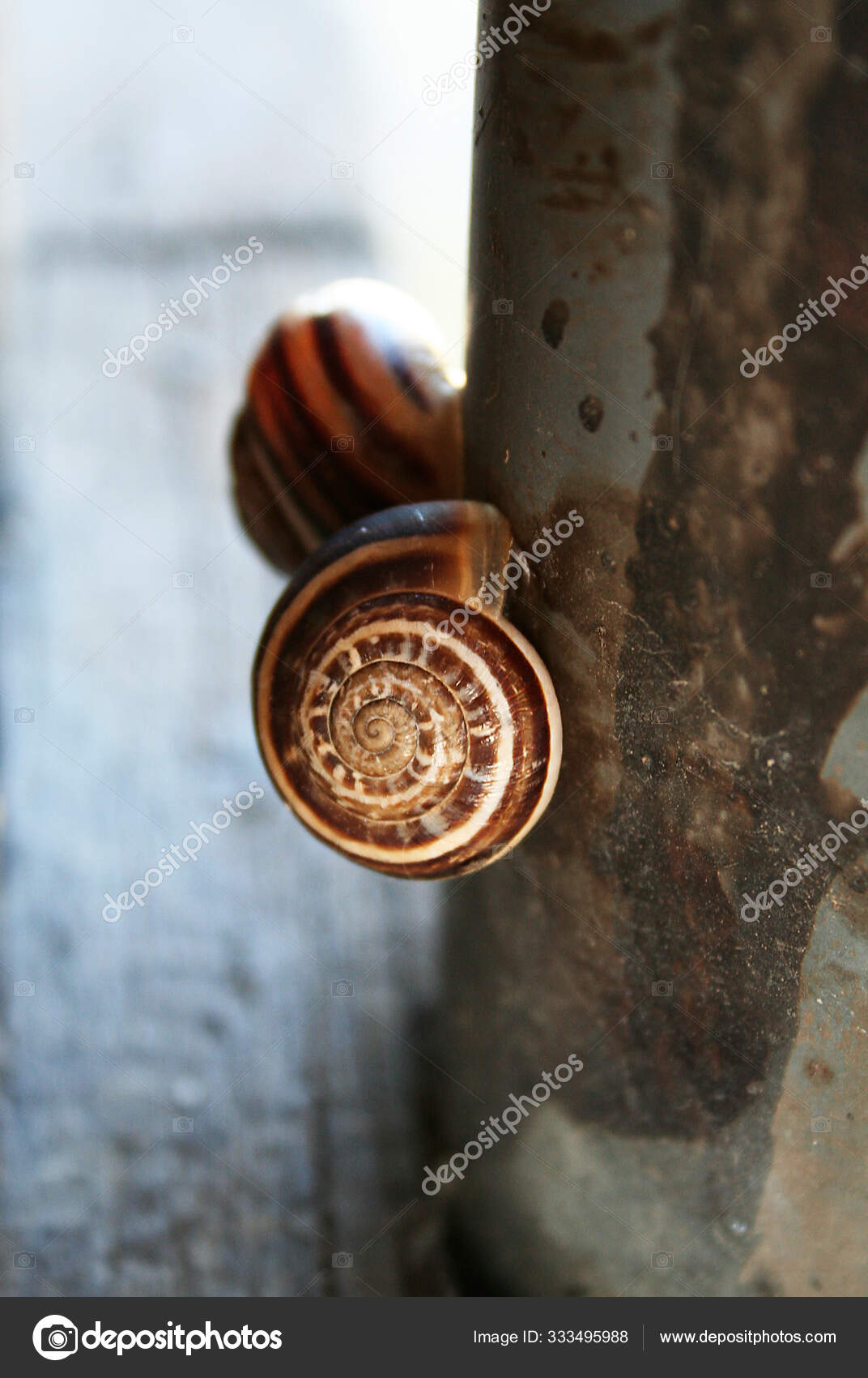 Helix Snail Mollusk Shell Animal — Stock Photo © PantherMediaSeller ...