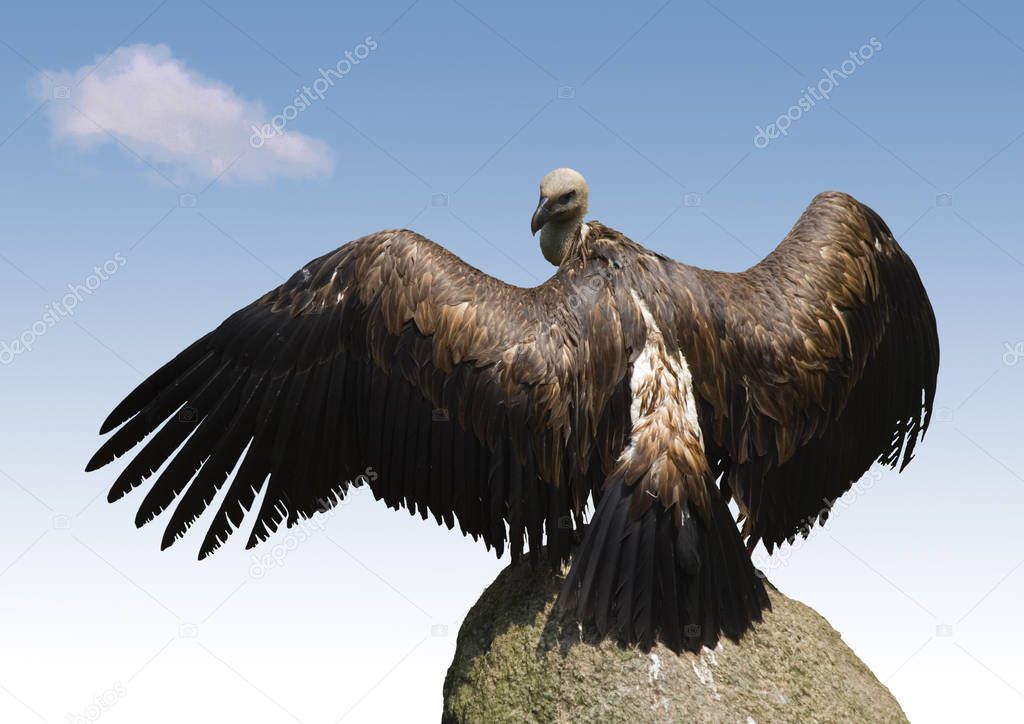 dio a los buenos tiempos la libertad -al menos virtual-. el buitre ...