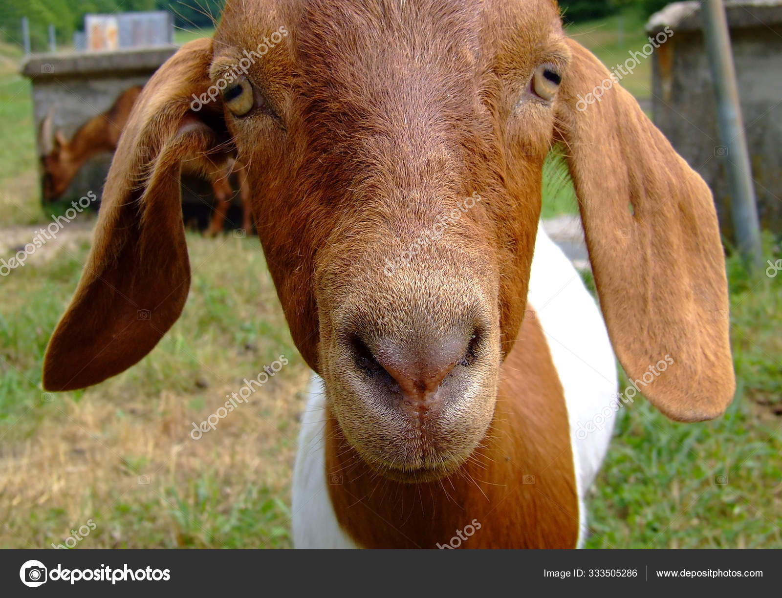 Portrait Goat — Stock Photo © PantherMediaSeller #333505286
