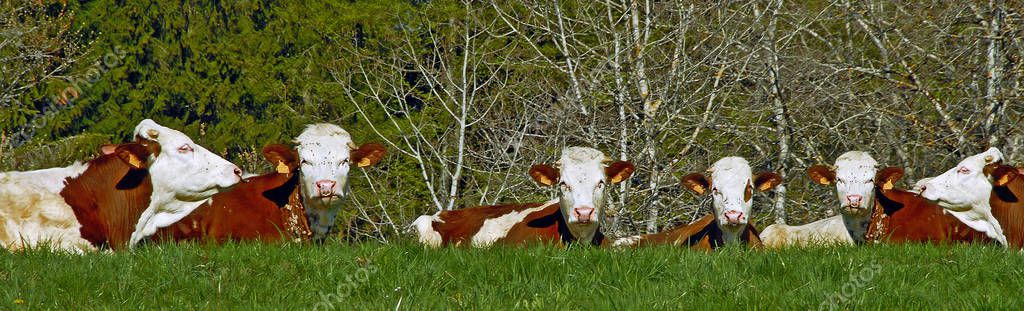 Simmentaler cow Stock Photos, Royalty Free Simmentaler cow Images ...