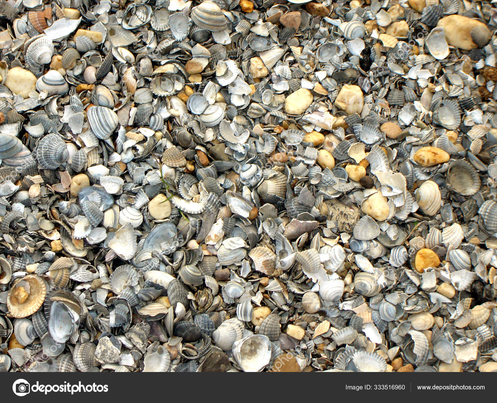 Sea Shells Mussels Shells — Stock Photo © PantherMediaSeller #333516960
