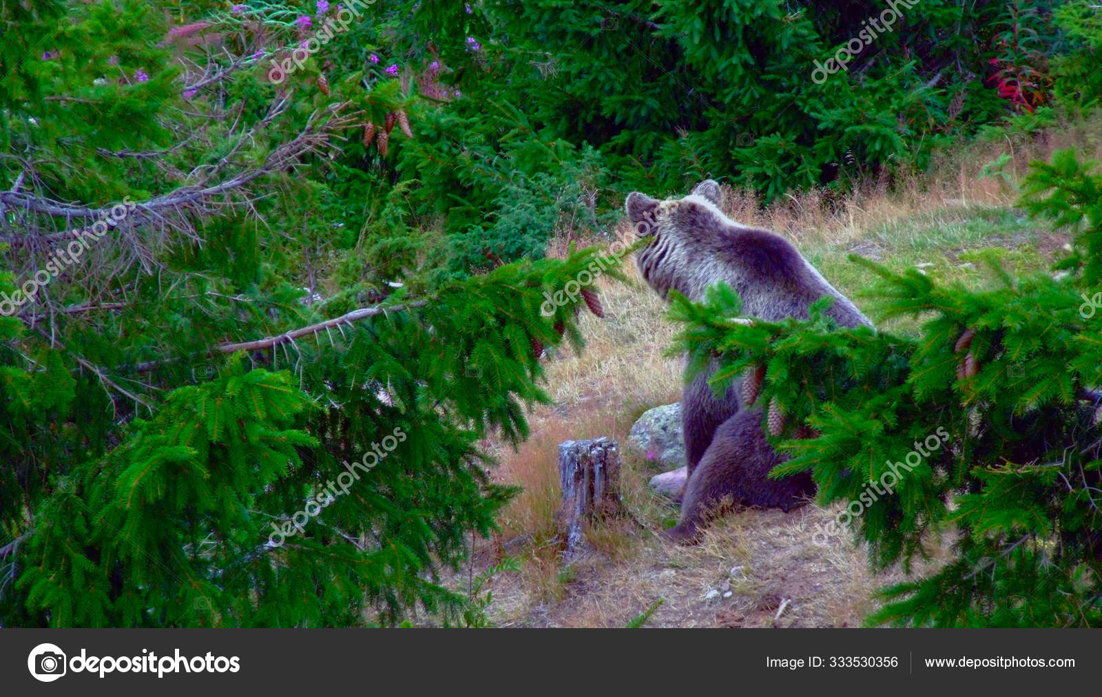 Swedish Brown Bear Relaxing — Stock Photo © PantherMediaSeller #333530356