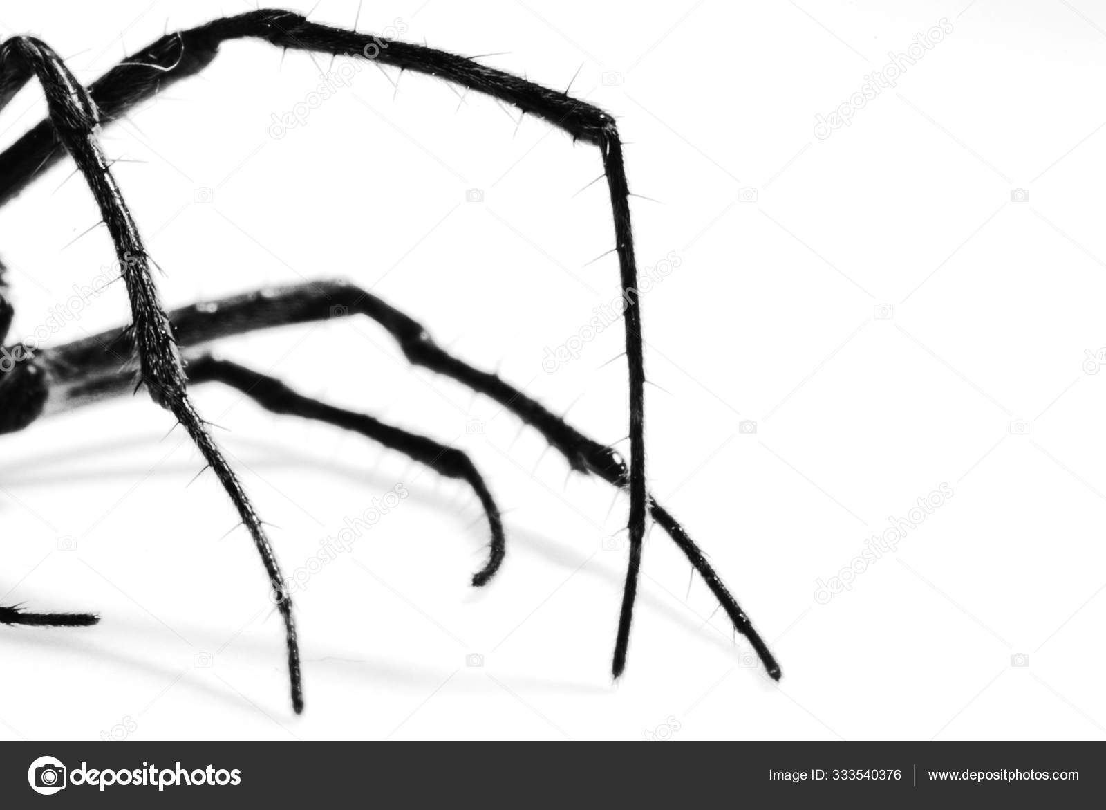 Spider Bug Scary Insect Stock Illustration by ©PantherMediaSeller ...