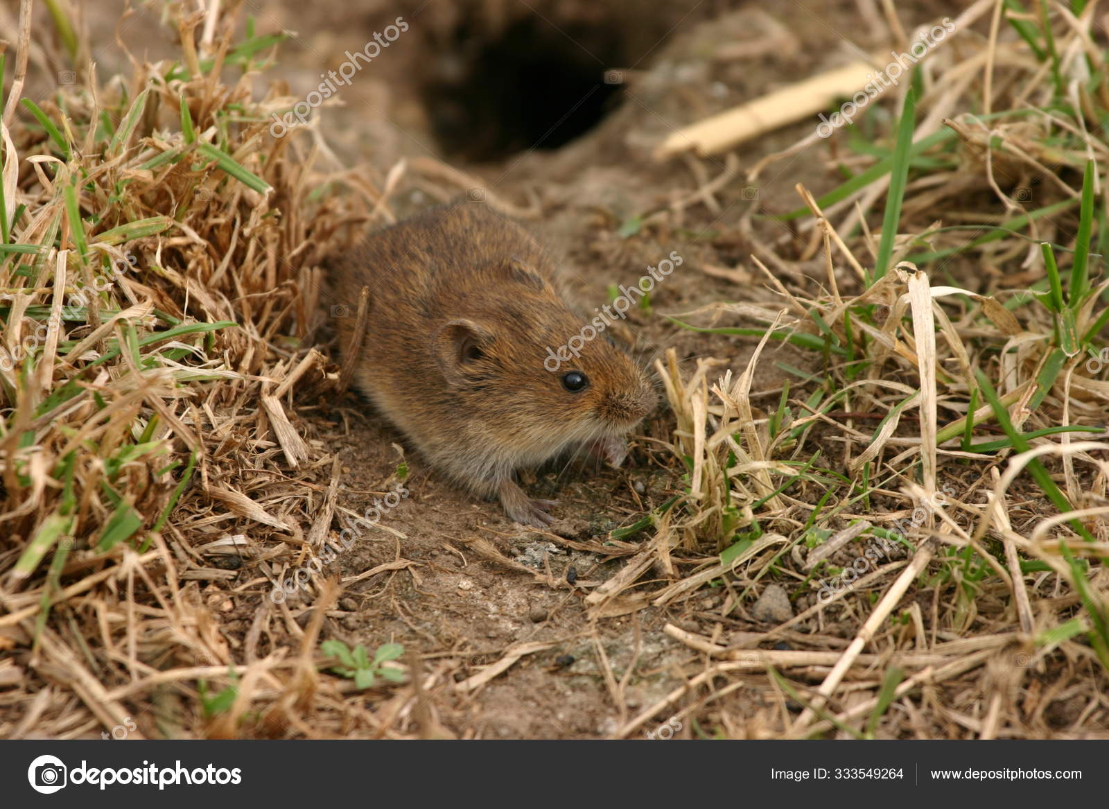 Field Mouse Animal