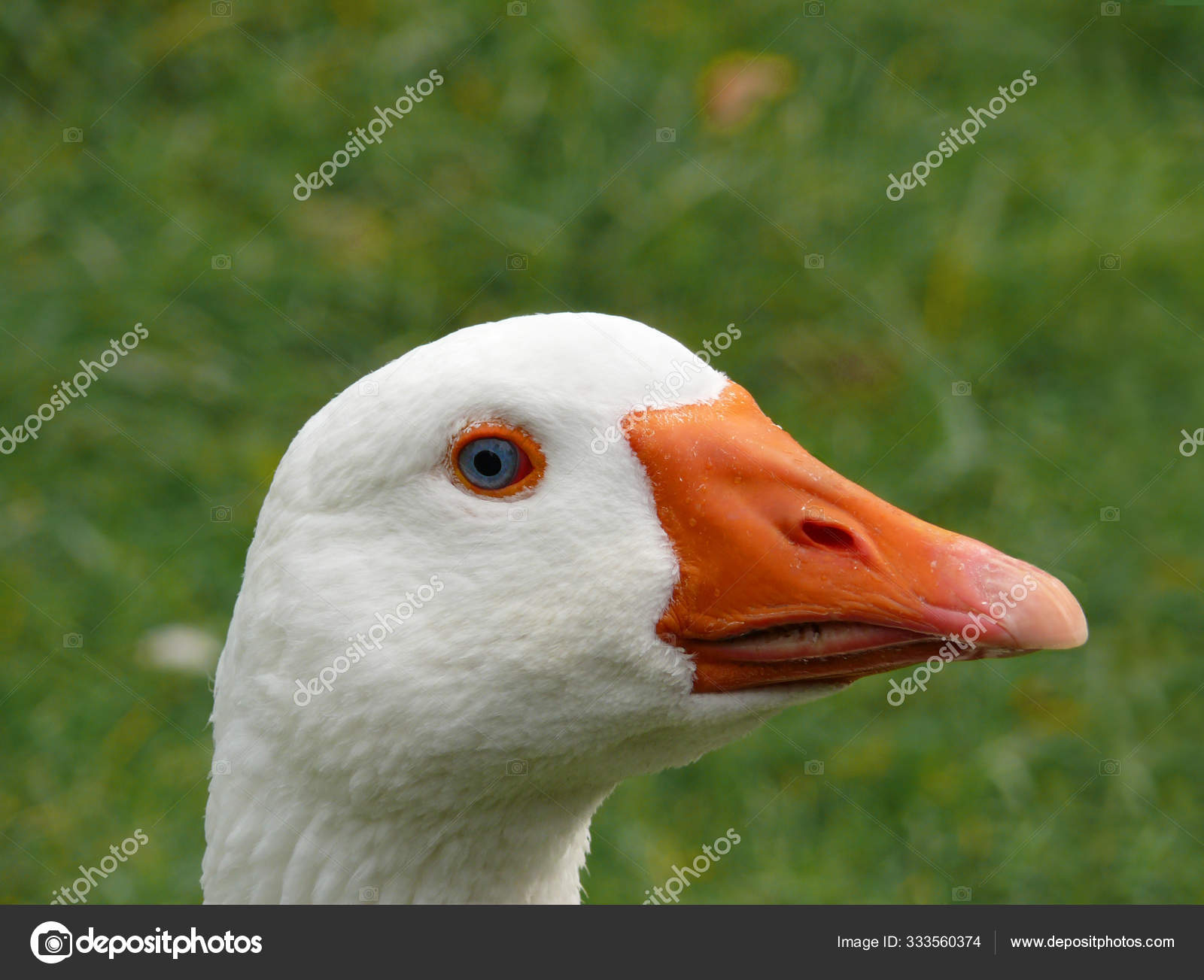 White Goose Green Grass — Stock Photo © PantherMediaSeller #333560374