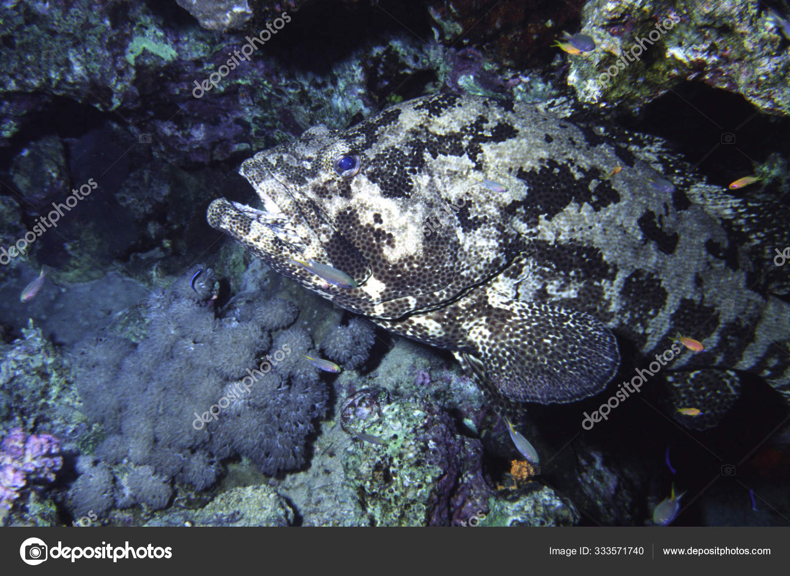 30M Long Animals Can Chase Food Powerful Fins Stand Smaller Stock Photo ...
