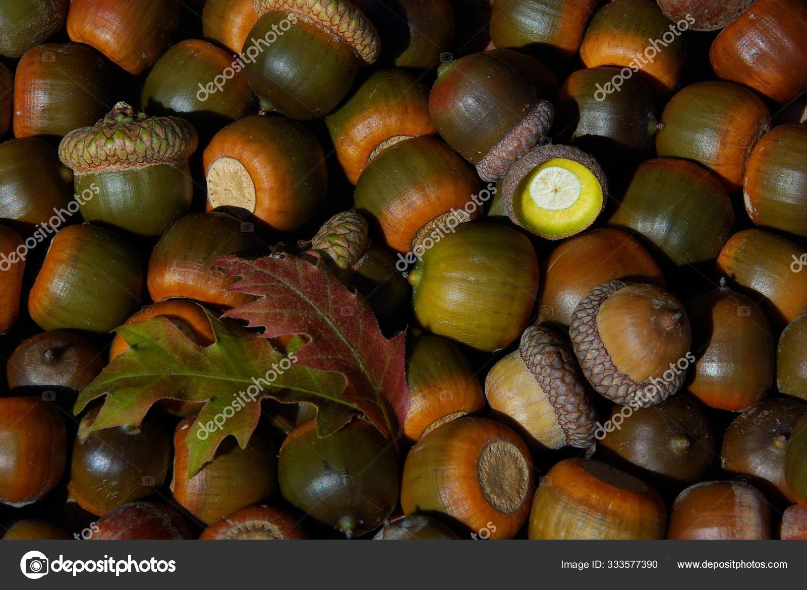 Real Acorns On The Ground