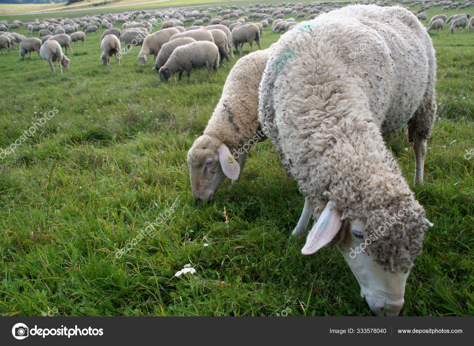 Flock Sheep Farm Animals — Stock Photo © PantherMediaSeller #333578040