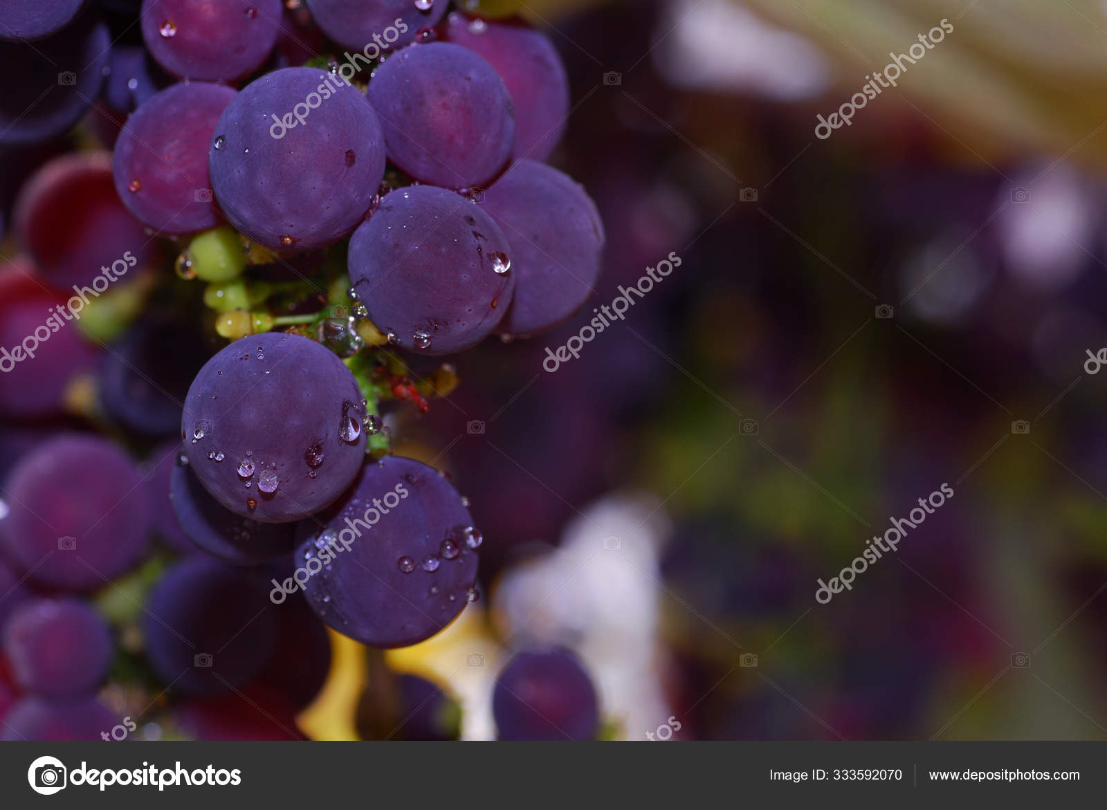 Grapes Growing Tree Branches — Stock Photo © PantherMediaSeller #333592070
