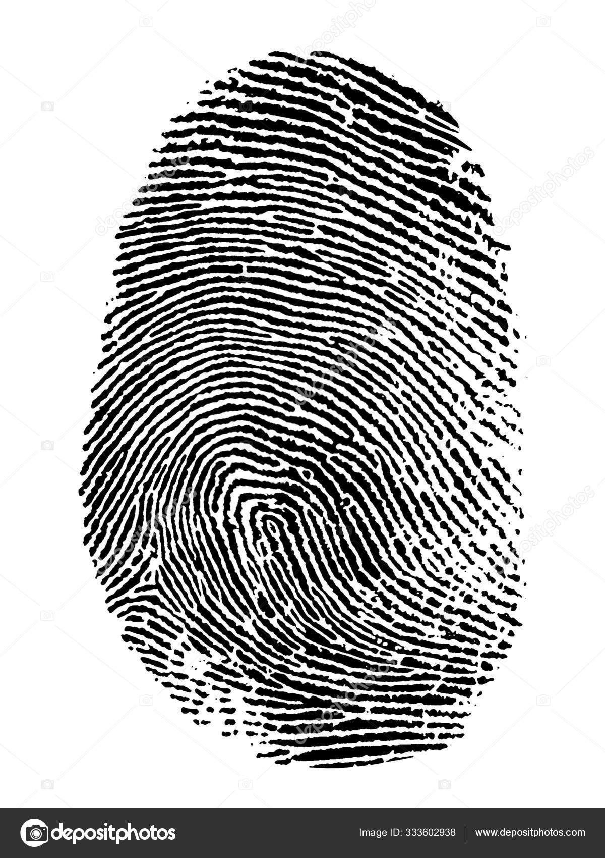 Fingerprint Isolated White Background Stock Photo by ...