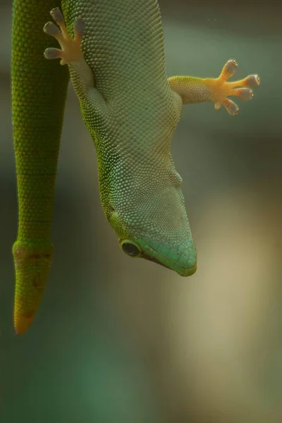 Lizard pose Stock Photos, Royalty Free Lizard pose Images | Depositphotos