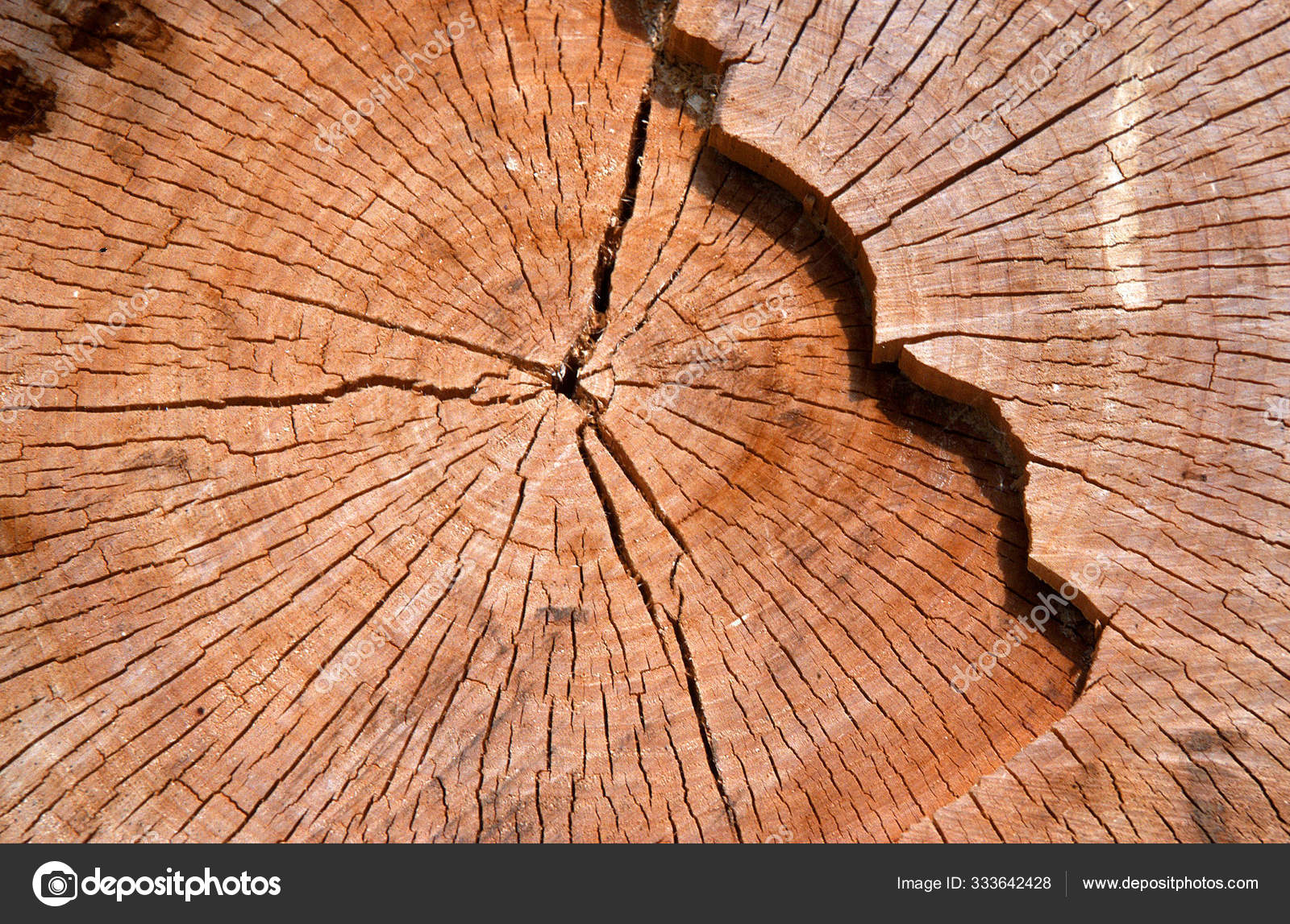 Wood Structure Wooden Surface — Stock Photo © PantherMediaSeller #333642428