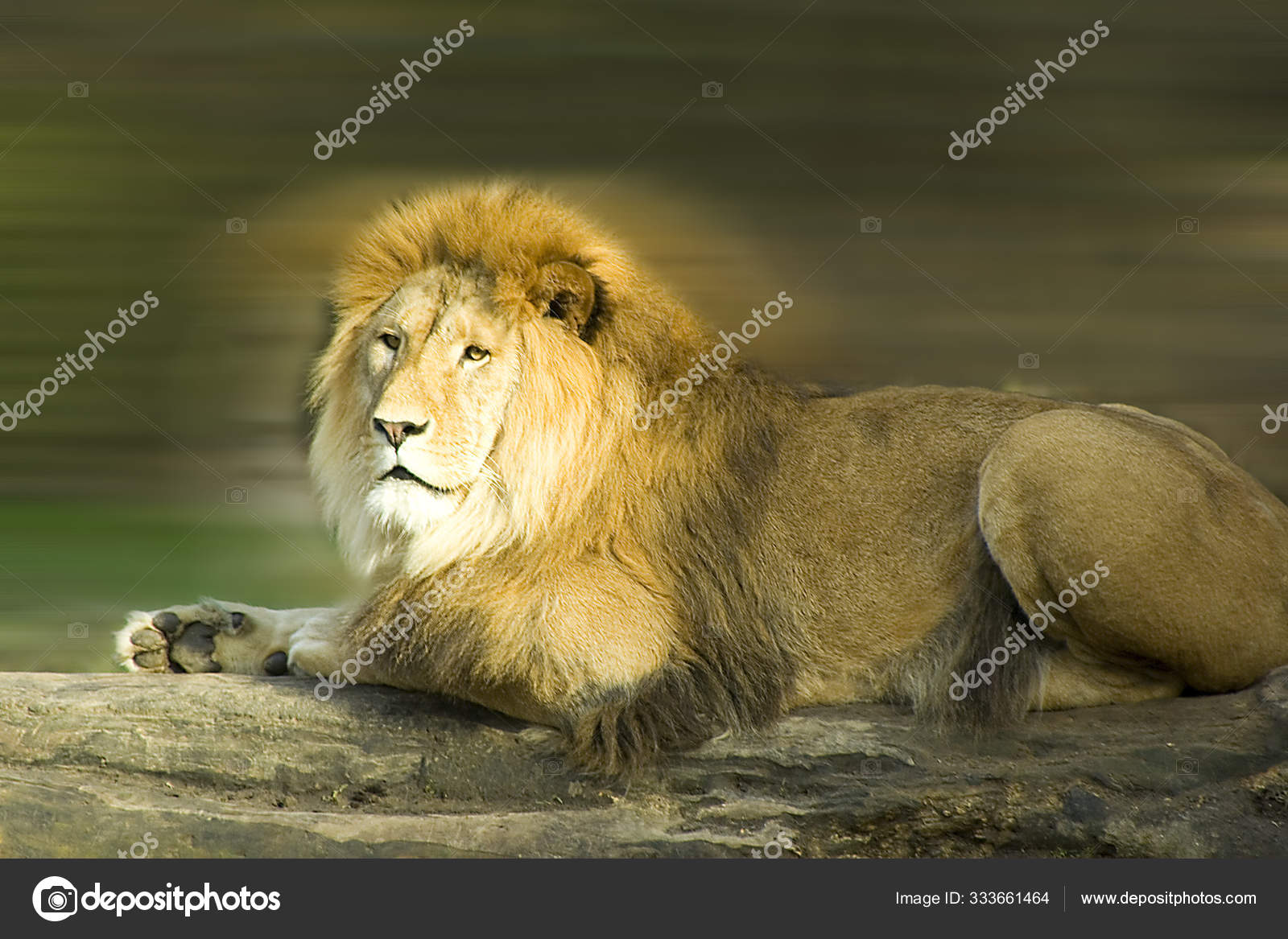 León Depredador Animal Depredador Felino — Foto de stock ...