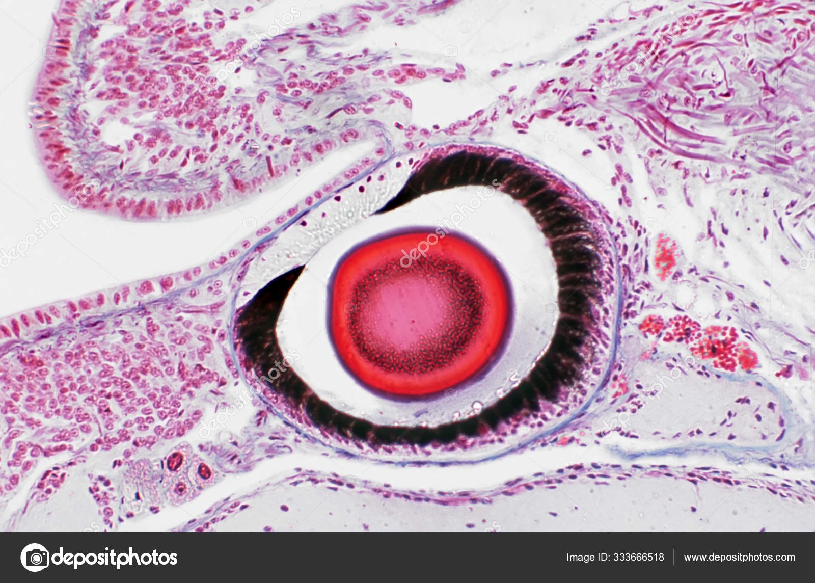 Biology Cells Microscopic Texture Stock Photo by ©PantherMediaSeller ...