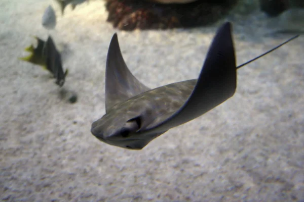 Freshwater ray fish Stock Photos, Royalty Free Freshwater ray fish ...