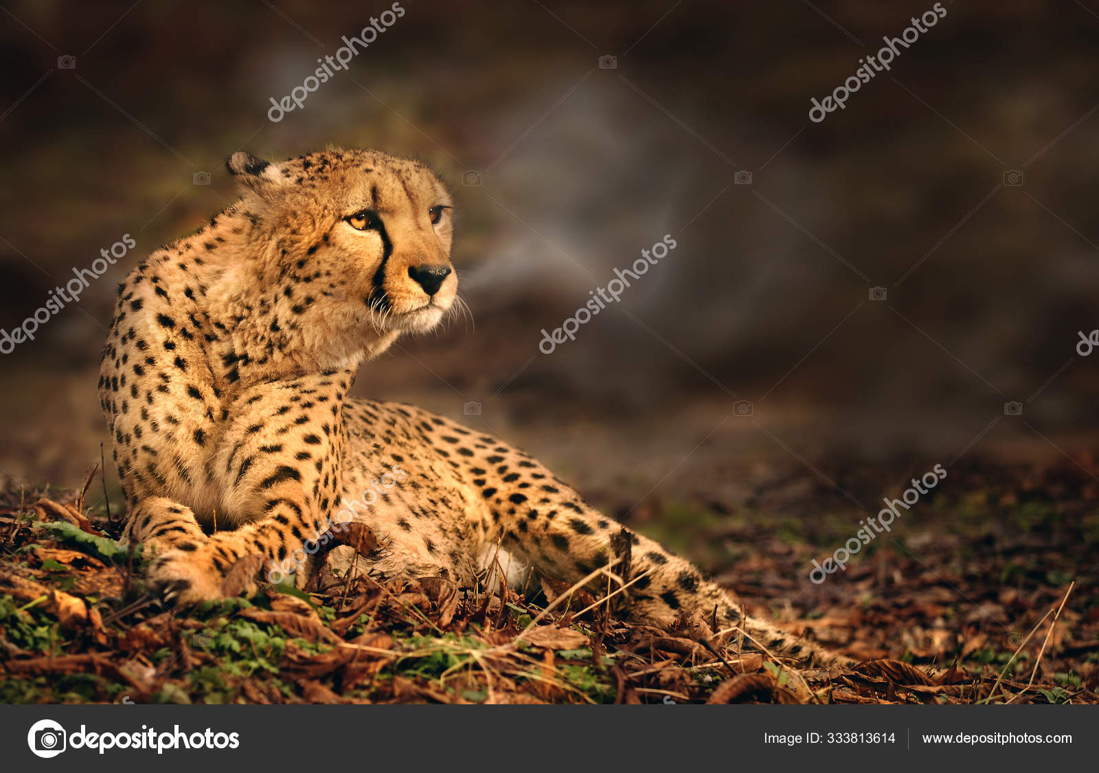 Spotted Cheetah Predator Big Cat — Stock Photo © PantherMediaSeller ...