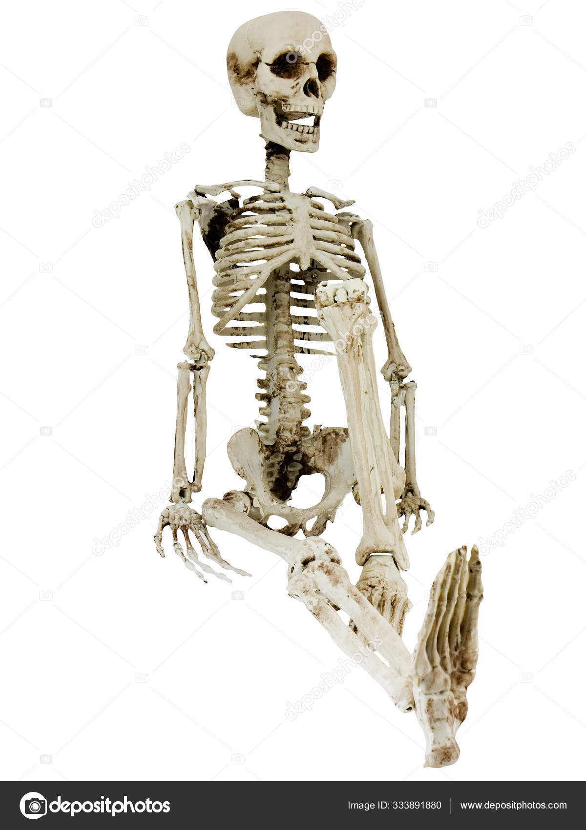 Human Skeleton Sitting Isolated Whit — Stock Photo © PantherMediaSeller ...