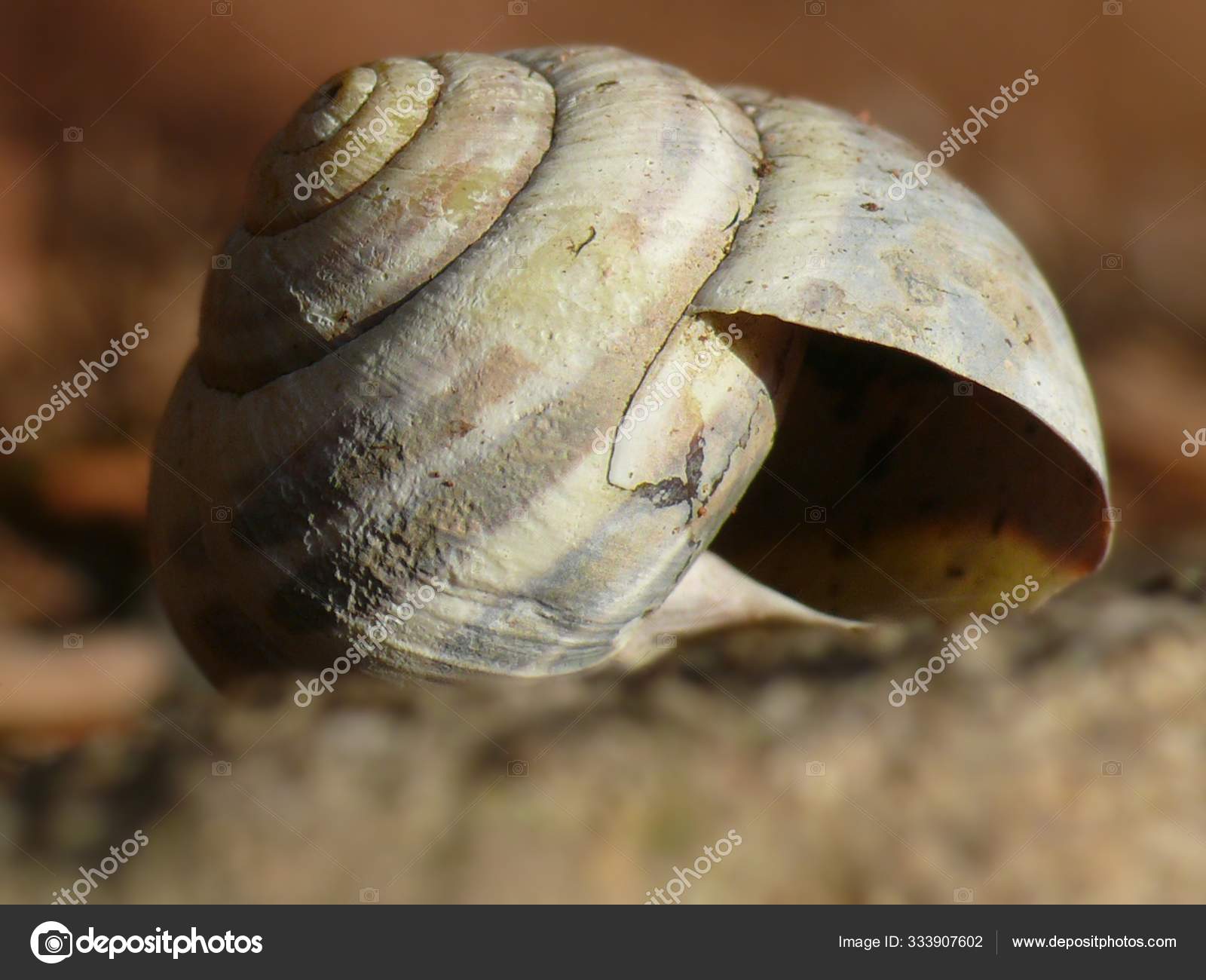 Caparazón Caracol Hélice Invertebrada — Foto de stock #333907602 ...