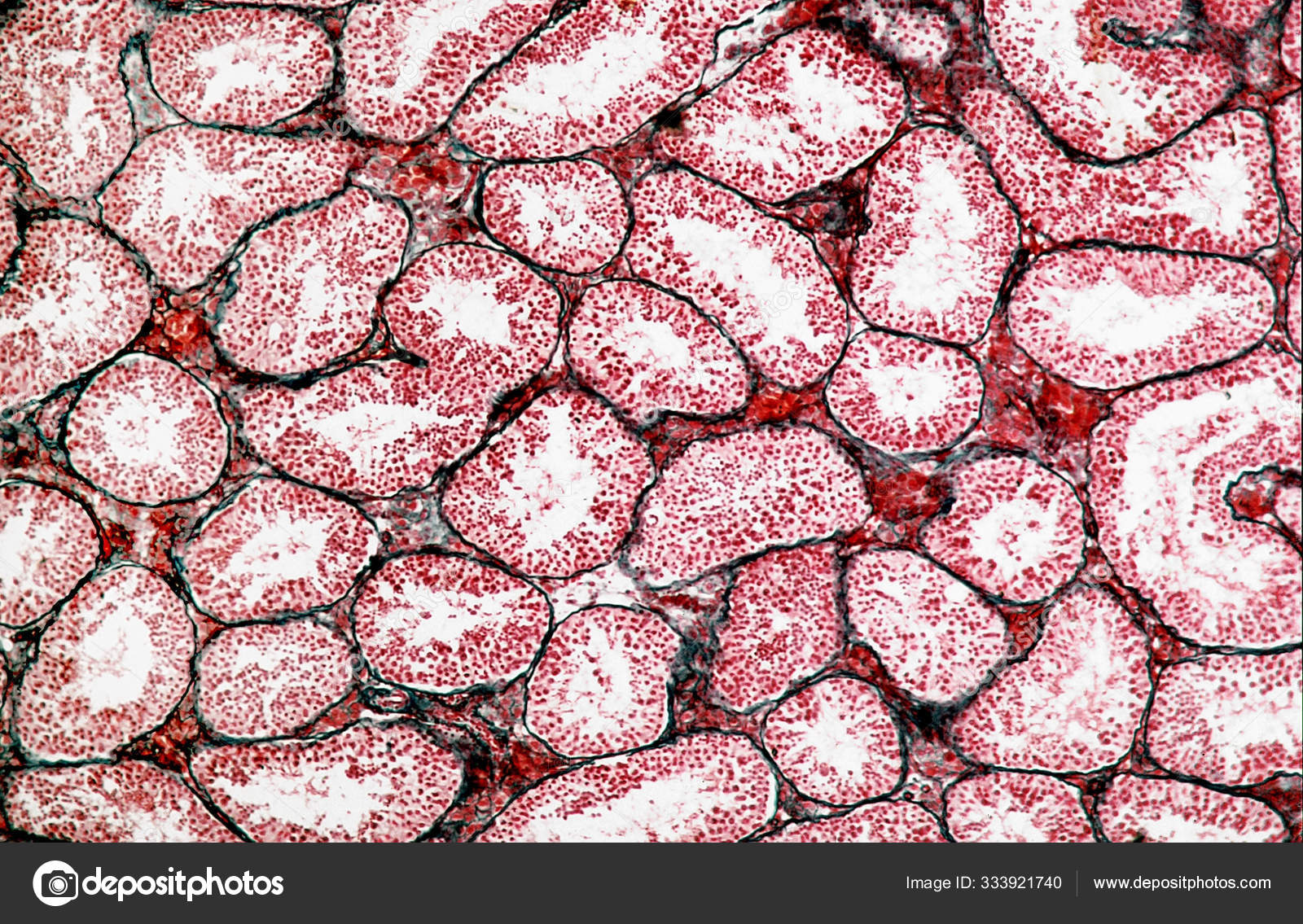 Abstract Macro Cells Structure Microbiology Stock Photo by ...