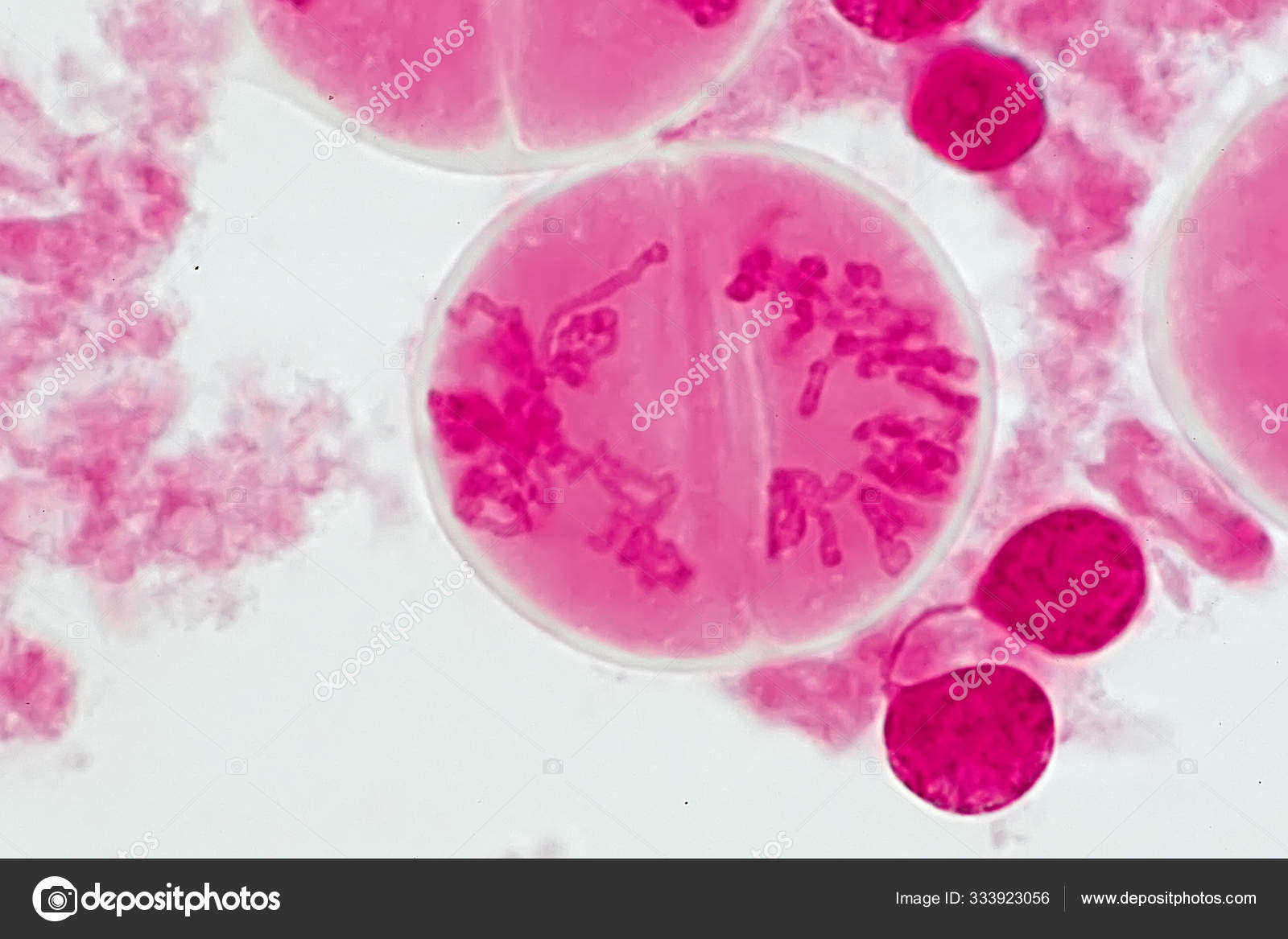 Texture Microscope Microscopic — Stock Photo © PantherMediaSeller ...