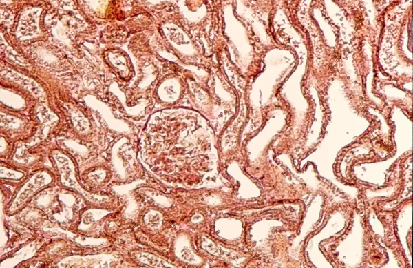 Mitochondria microscope Stock Photos, Royalty Free Mitochondria ...