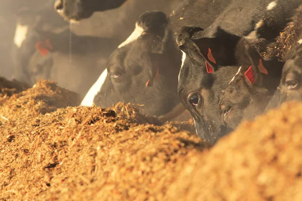 Corn silage Stock Photos, Royalty Free Corn silage Images | Depositphotos