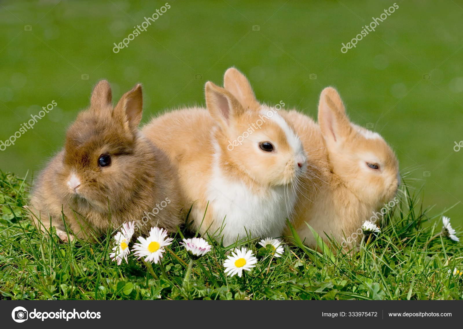 Cute Bunny Closeup Shot Stock Photo by ©PantherMediaSeller 333975472