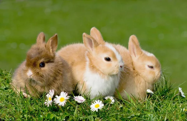 Spring Pictures With Animals