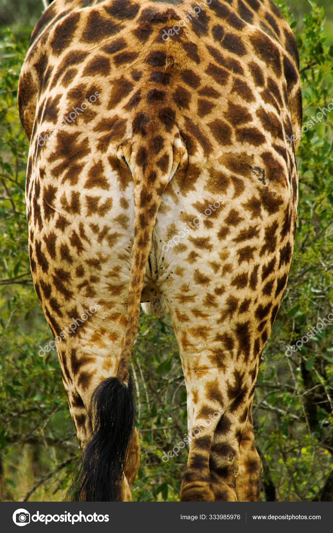 Rear View Giraffe Hluhluwe National Park South Africa — Stock Photo ...