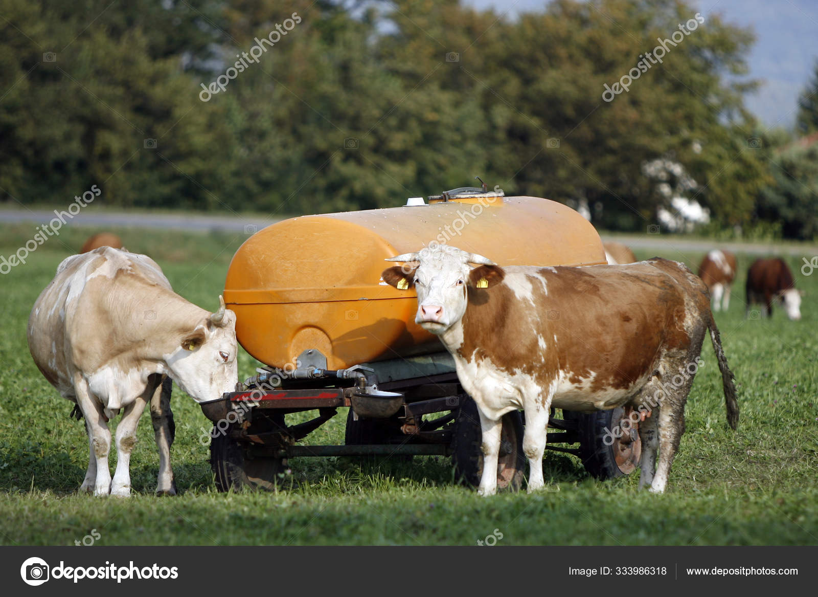 Bovine Animals Boozing — Stock Photo © PantherMediaSeller #333986318