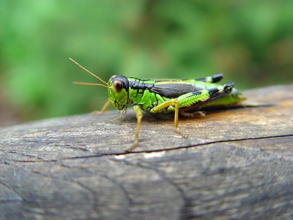 Green praying locust insects images libres de droit, photos de Green ...