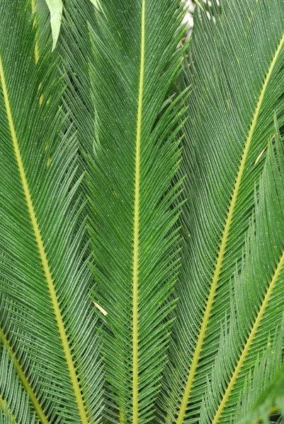 Cycas revoluta Stock Photos, Royalty Free Cycas revoluta Images ...
