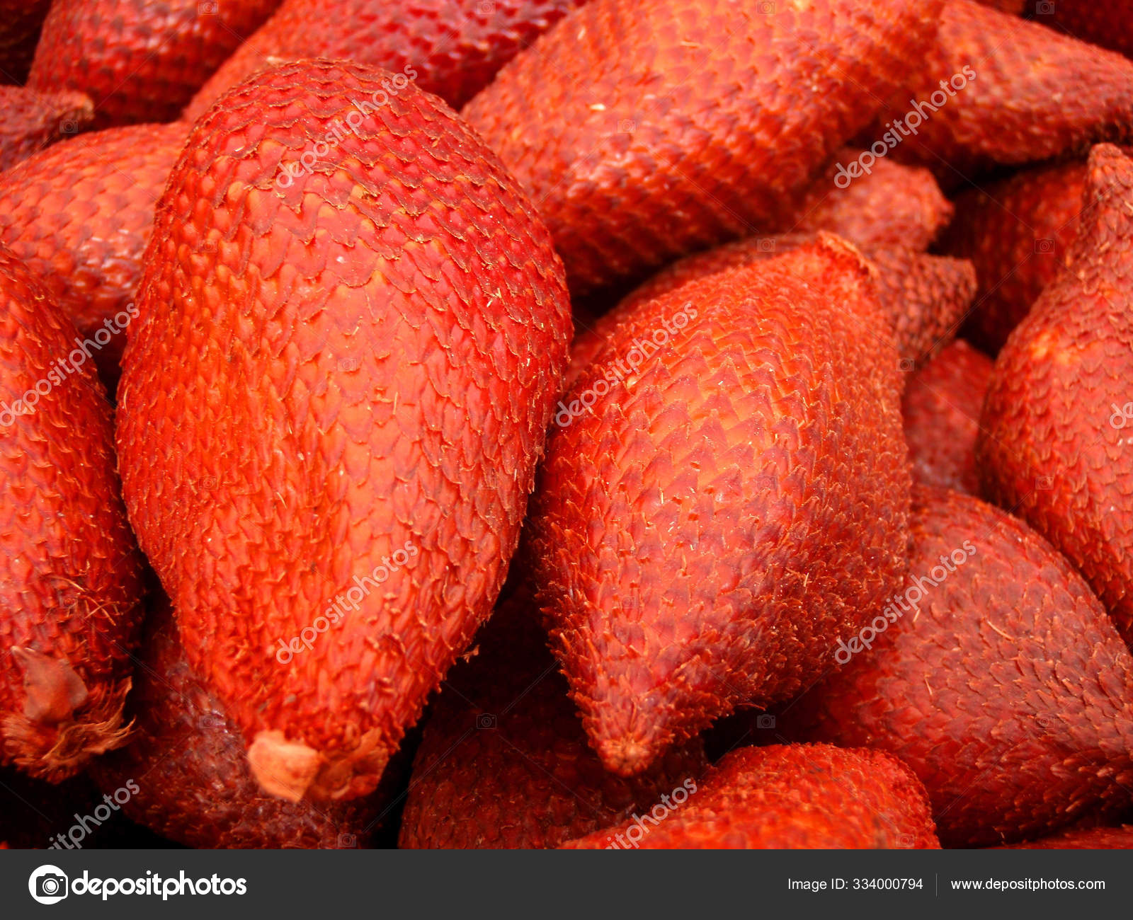 Red Snake Berries
