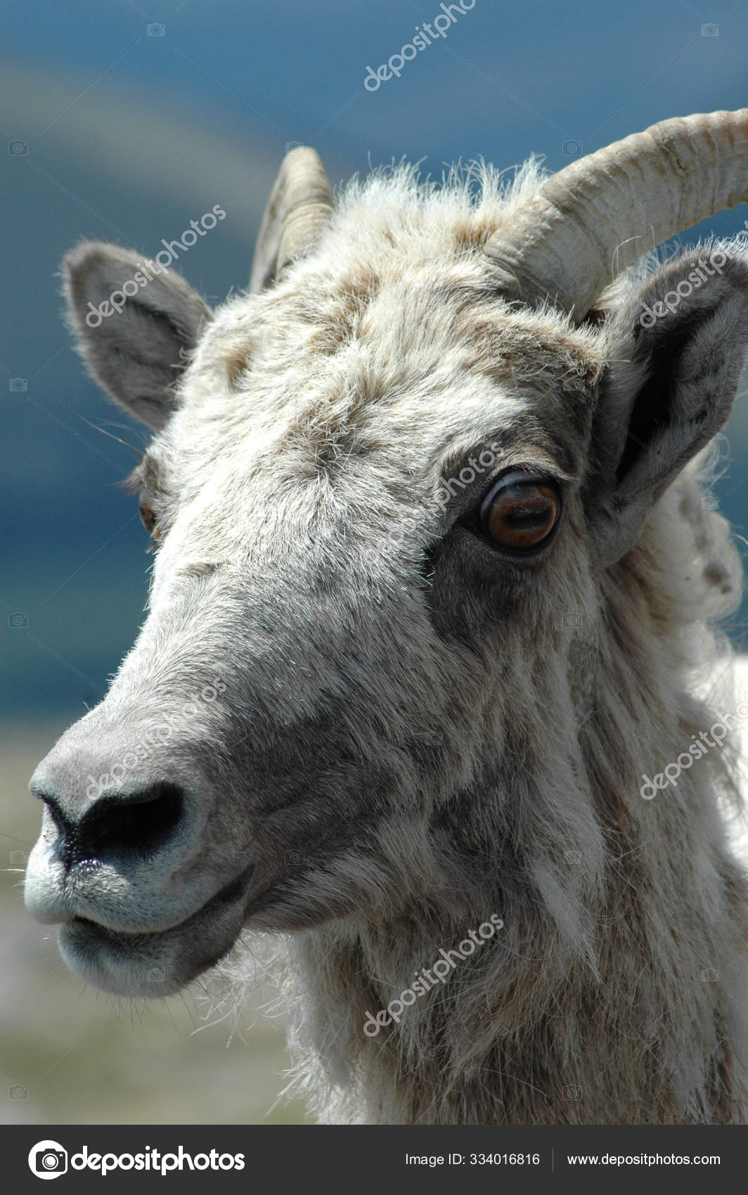 Close Bighorn Sheep Head — Stock Photo © PantherMediaSeller #334016816
