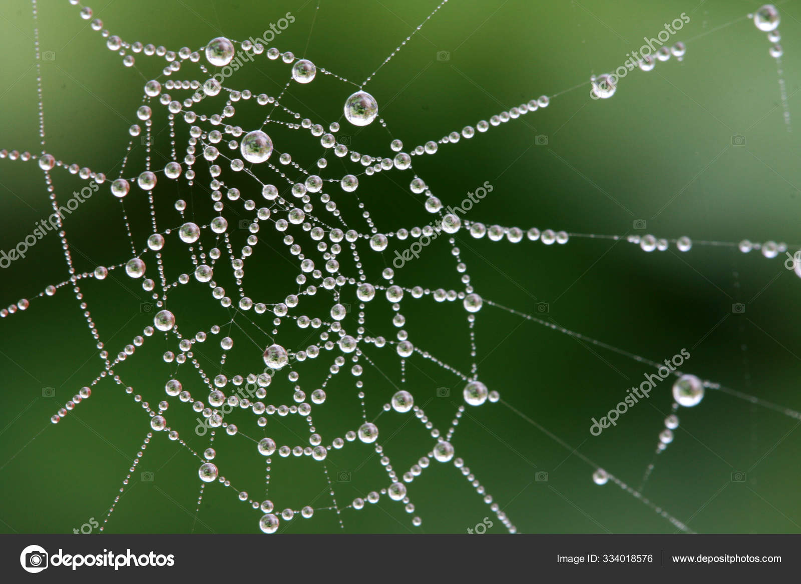 Spider Cobweb Trap Insect Stock Photo by ©PantherMediaSeller 334018576