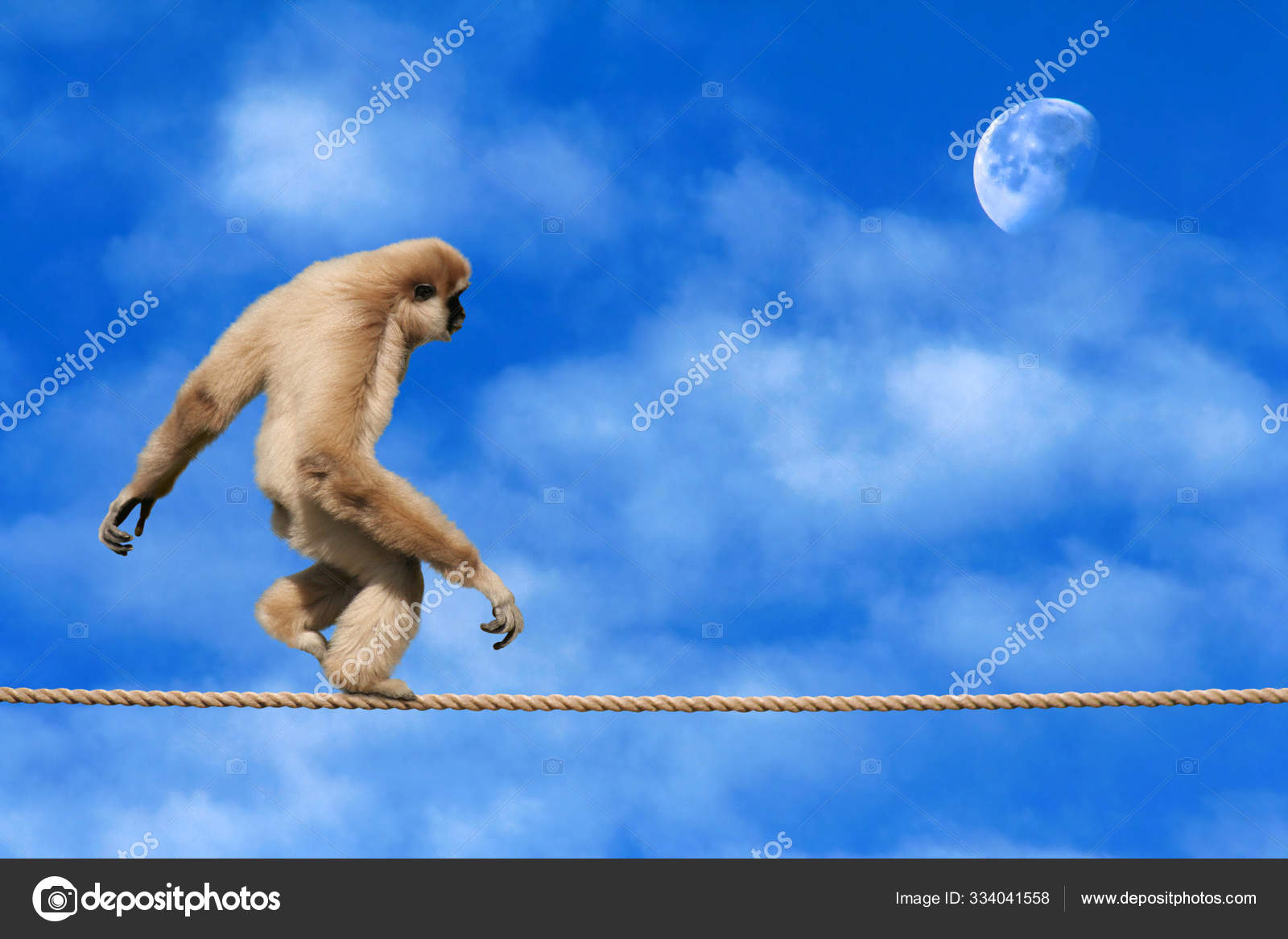 Monkey Climbing Rope — Stock Photo © PantherMediaSeller #334041558